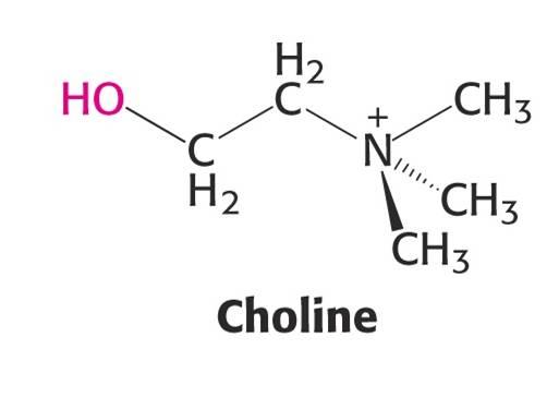 Choline wordt als vitamine erkend | Advies over sport supplementen en ...