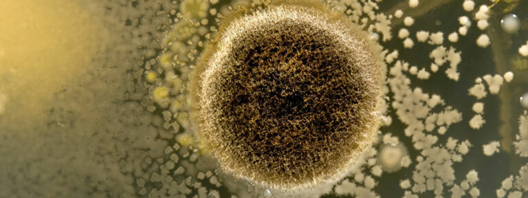 Mycoproteïne verlaagt cardiovasculaire ziektemarkers | Advies over ...